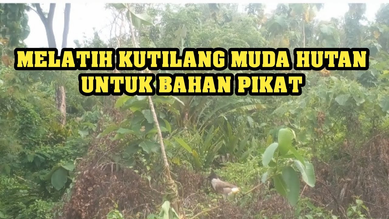 MELATIH KUTILANG MUDA HUTAN UNTUK BAHAN PIKAT - YouTube