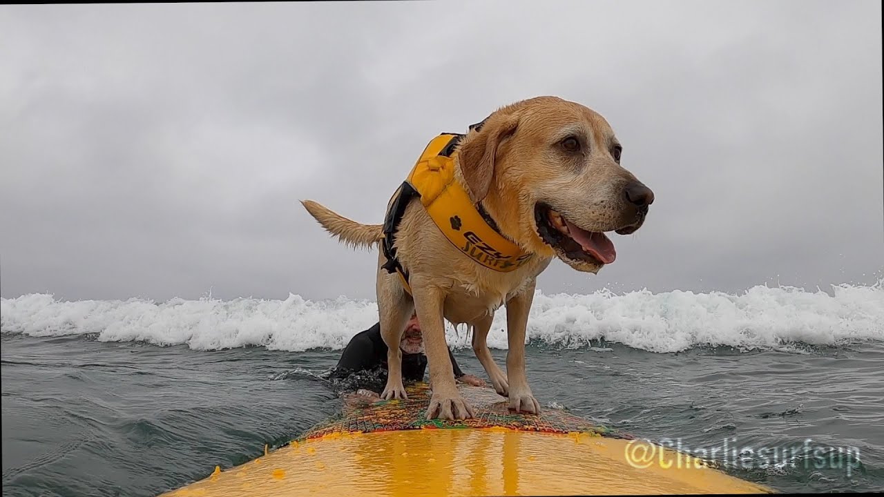Labrador shreds with joy. Dog Surfing fun. @charliesurfsup5095 - YouTube