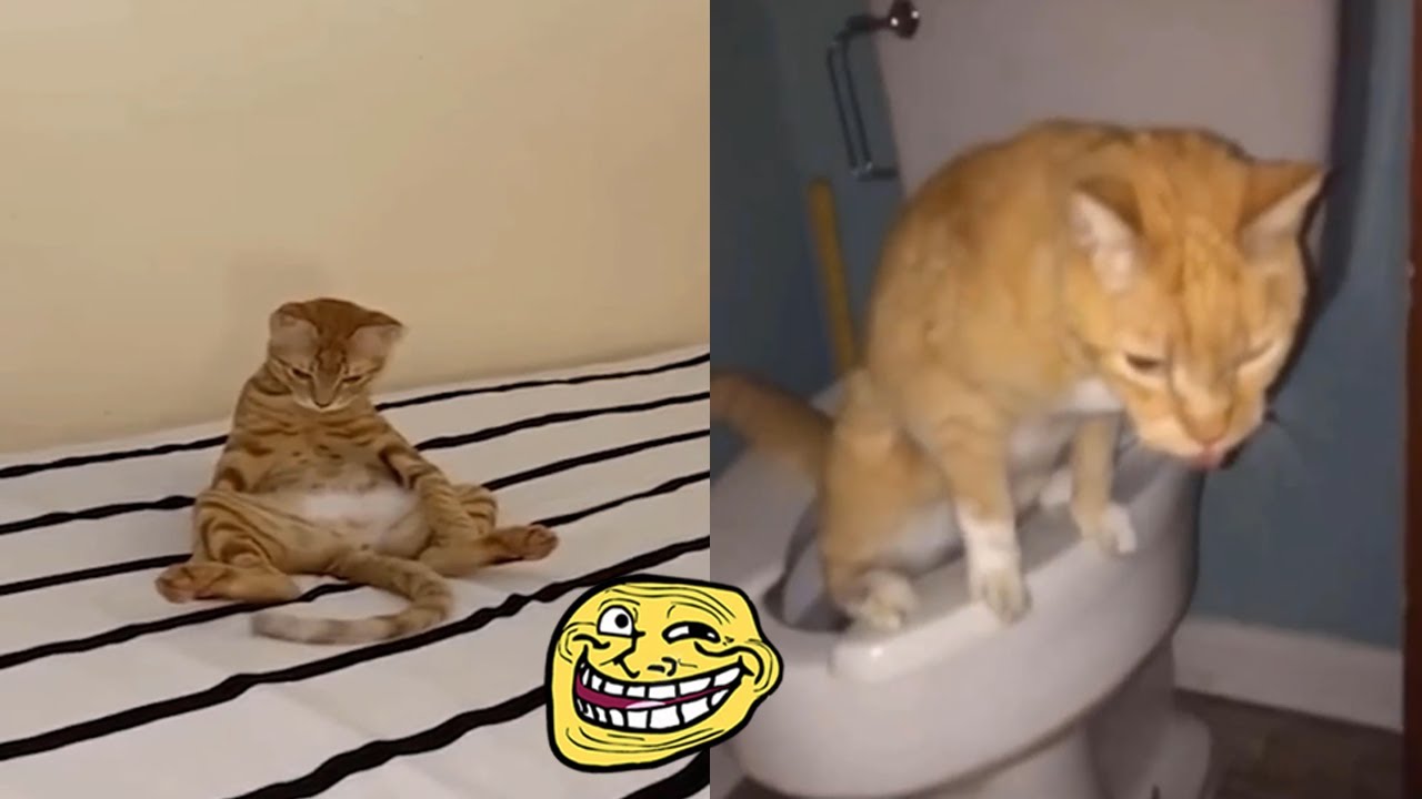 baby-cats-cute-and-funny-cat-videos-compilation-4-youtube