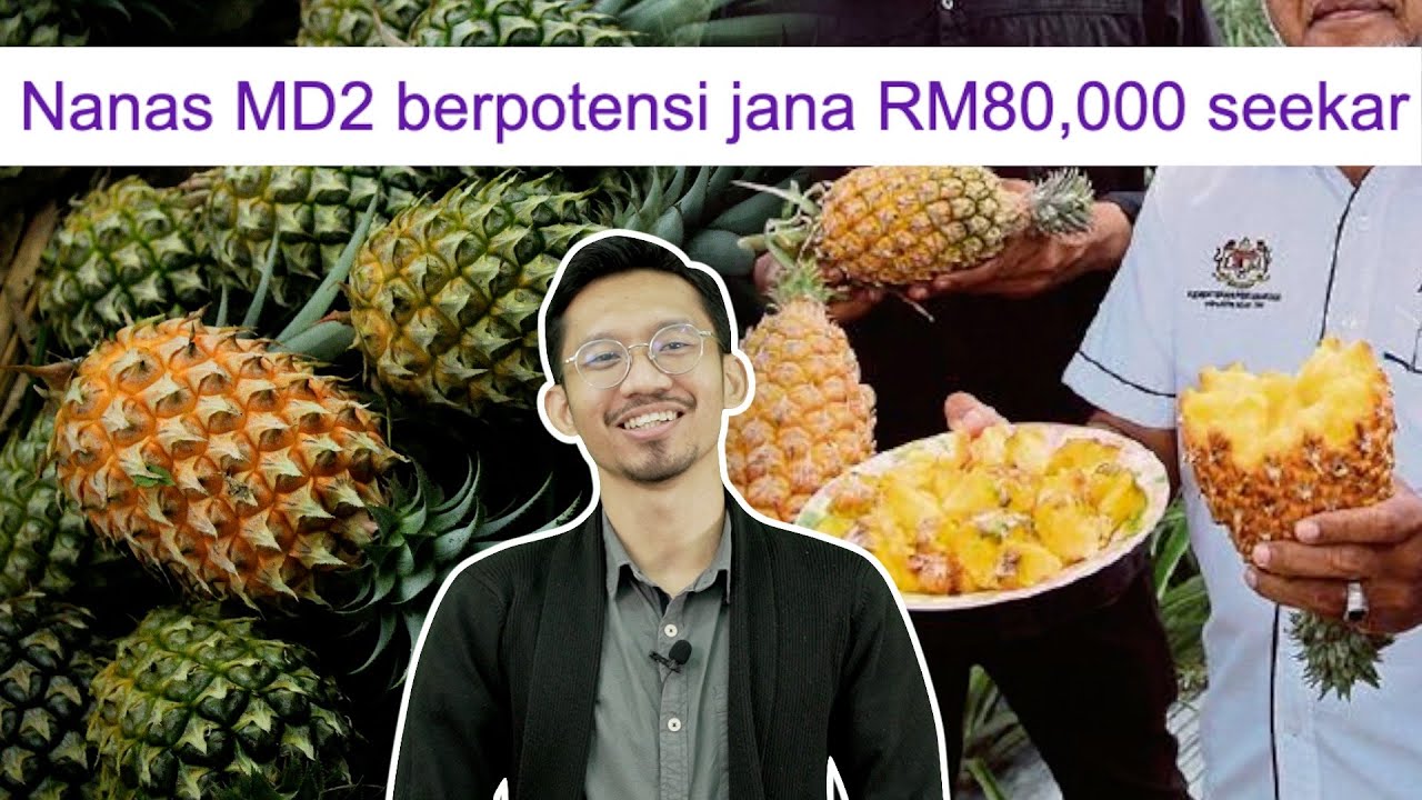 Nanas MD2: Musang King Versi Nanas - YouTube