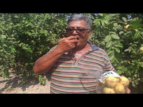 Hediye fidanla başladığı guava üretimini 1500 ağaçla sürdürüyor