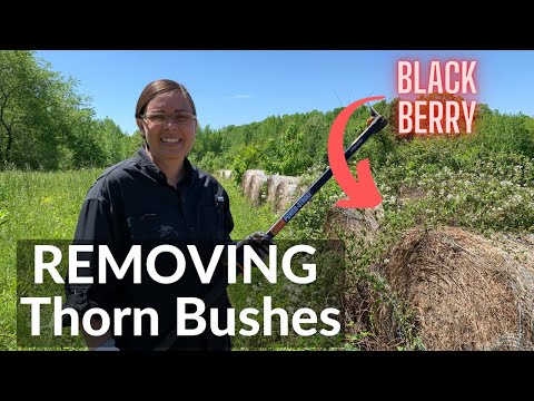 How To Clear Out Thorn Bushes