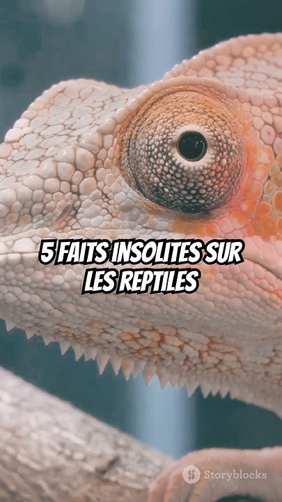 5 faits insolites sur les reptiles ! - YouTube