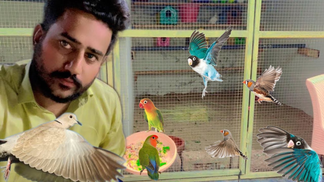 Sab parrots ko green food di 🥕🥬🥗 - YouTube