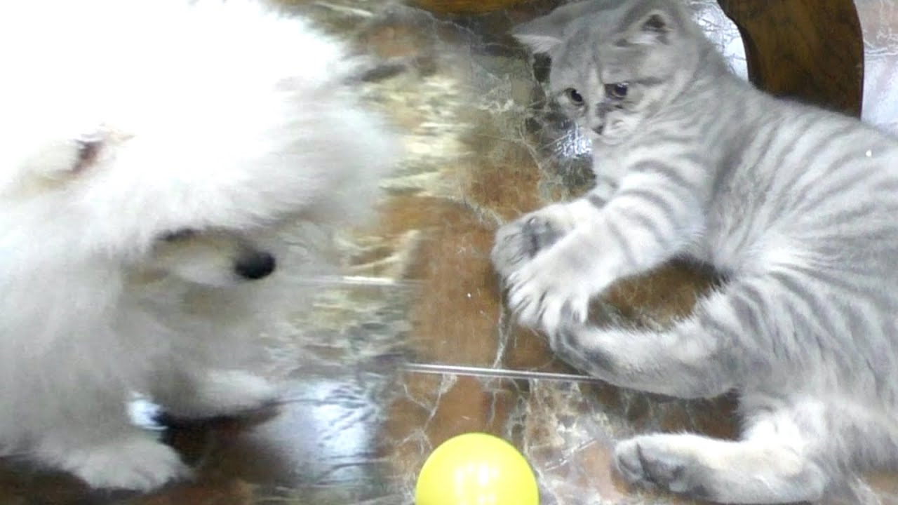 "Everyone saw - I scored a goal" kitten Street and puppy play football ...