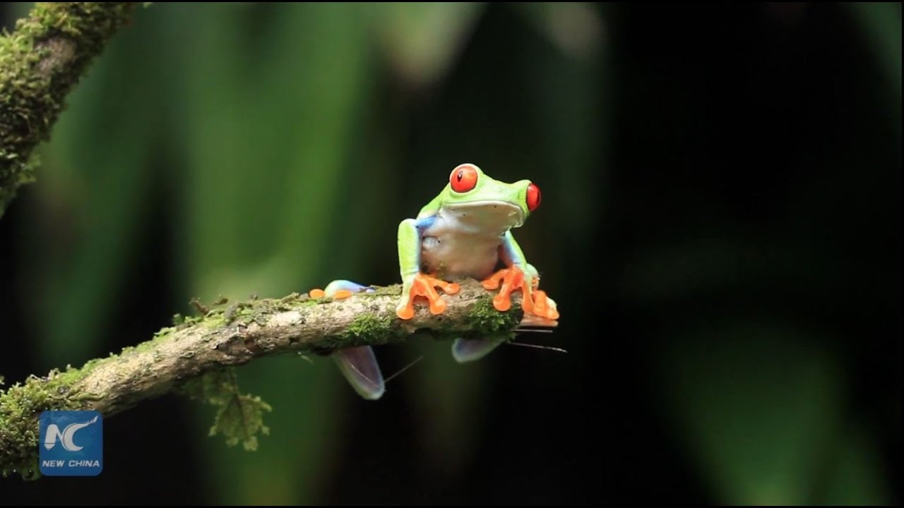 World Environment Day Special: Costa Rica sustains ecosystem and ...