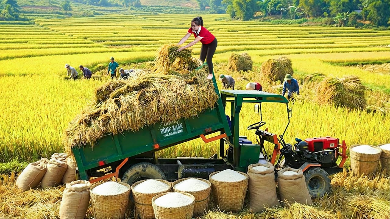 Transporting 1000KG of Rice by Truck | Taking care of animals on the ...