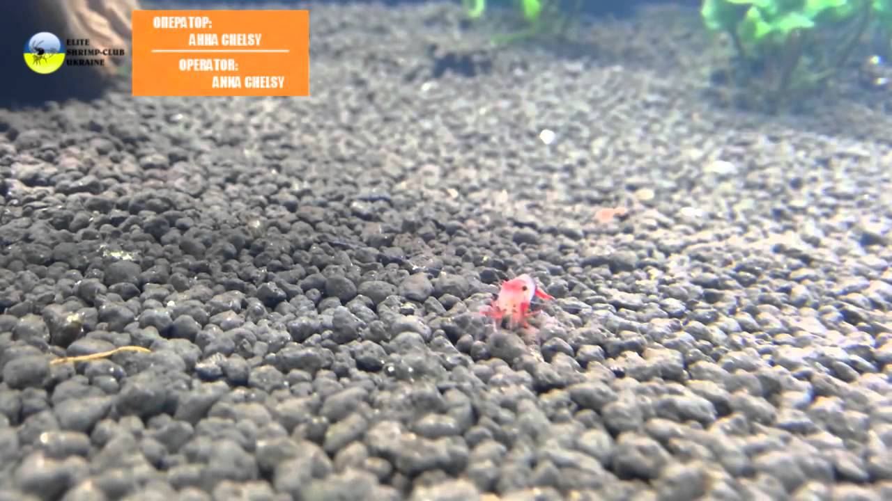 Красная Рили | Neocaridina Red Rili - YouTube