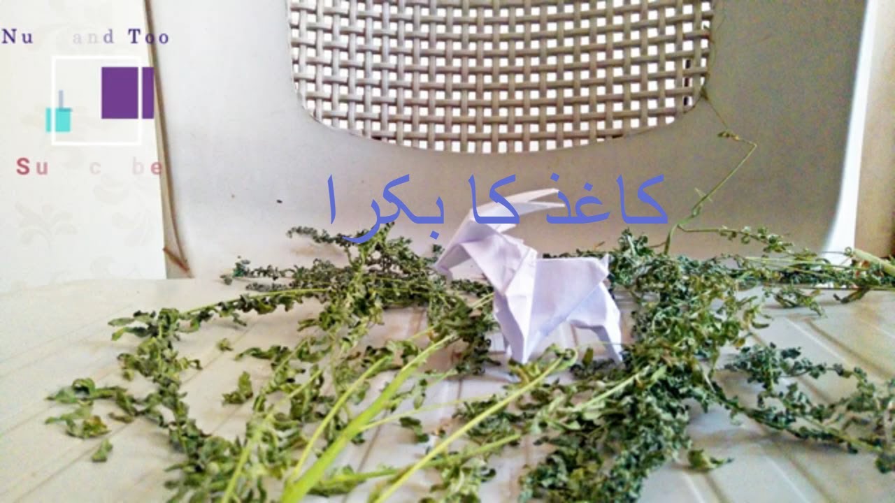 How to Make Paper Goat | Origami Goat | کاغذی بکرا - YouTube
