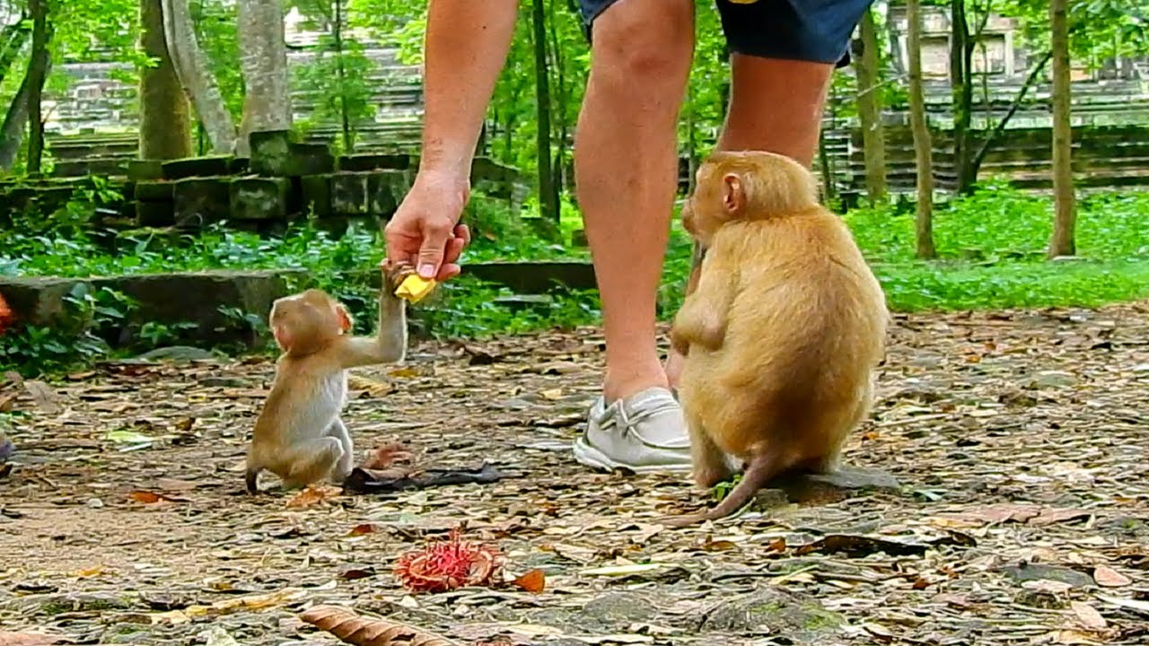 Really appreciate of the monkey fan who came from Us feeding monkeys ...