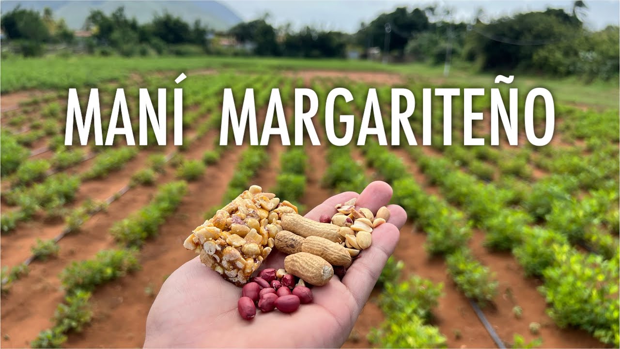 ¿ 🥜 Maní Margariteño 🥜 ? ¡ Así es ! / Isla de Margarita / Venezuela 🇻🇪 ...