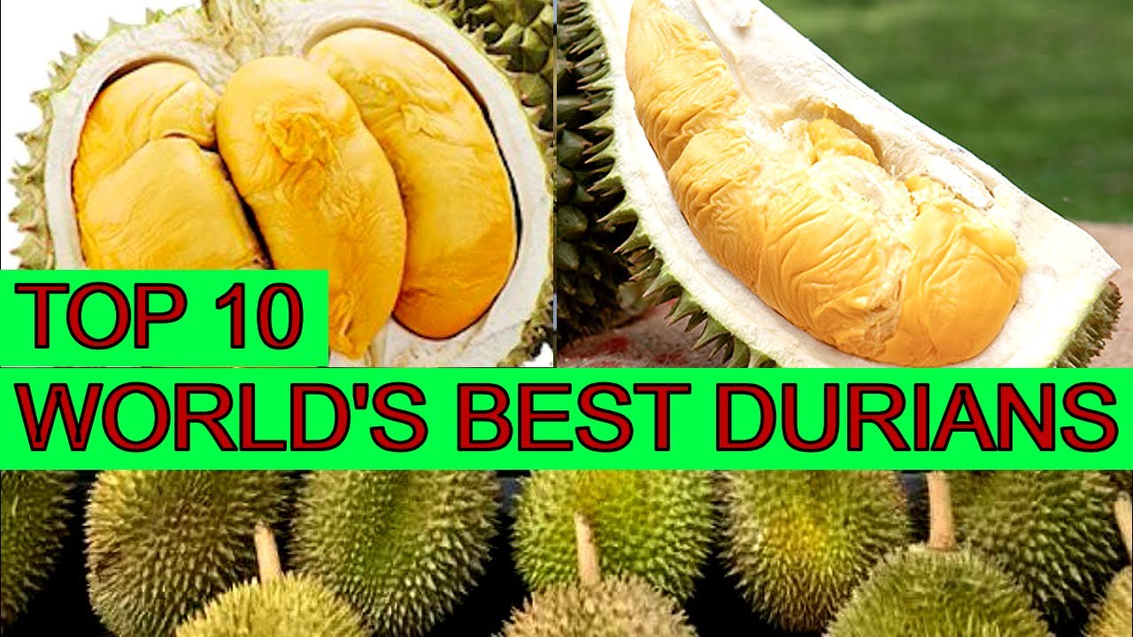 TOP 10 THE BEST DURIANS IN THE WORLD - YouTube