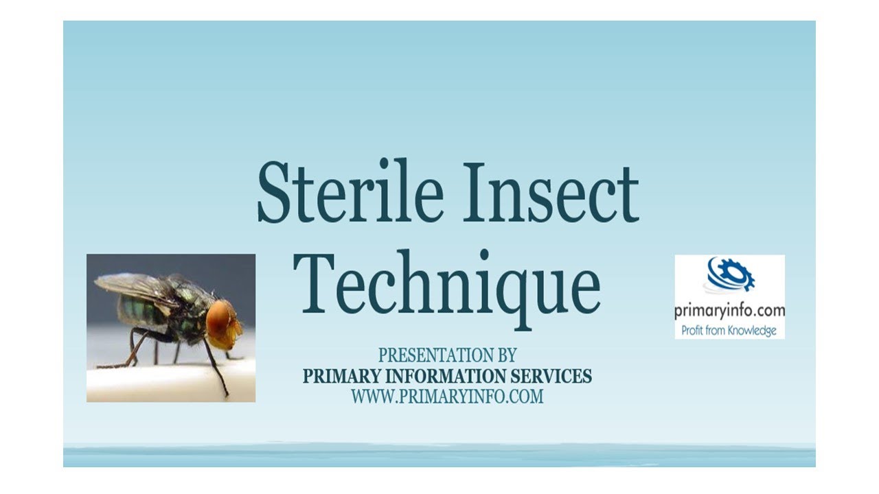 Sterile Insect Technique - YouTube