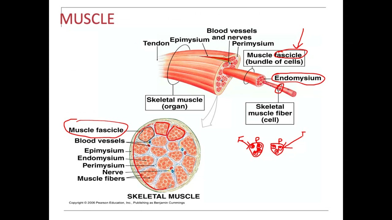 Muscle Physiology Endomysium, Perimysium, Epimysium - YouTube