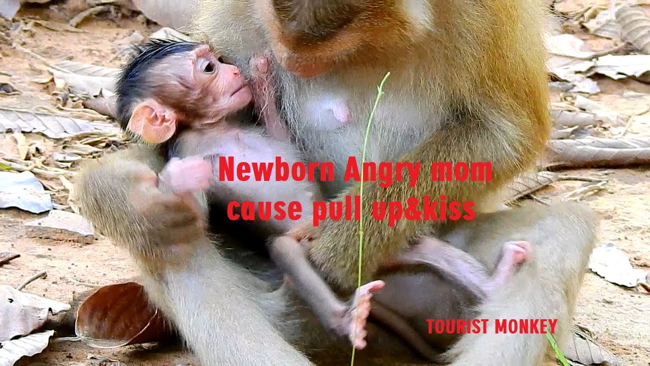 Newborn Rex cry angry mom cos always pull him up, First day fresh ...