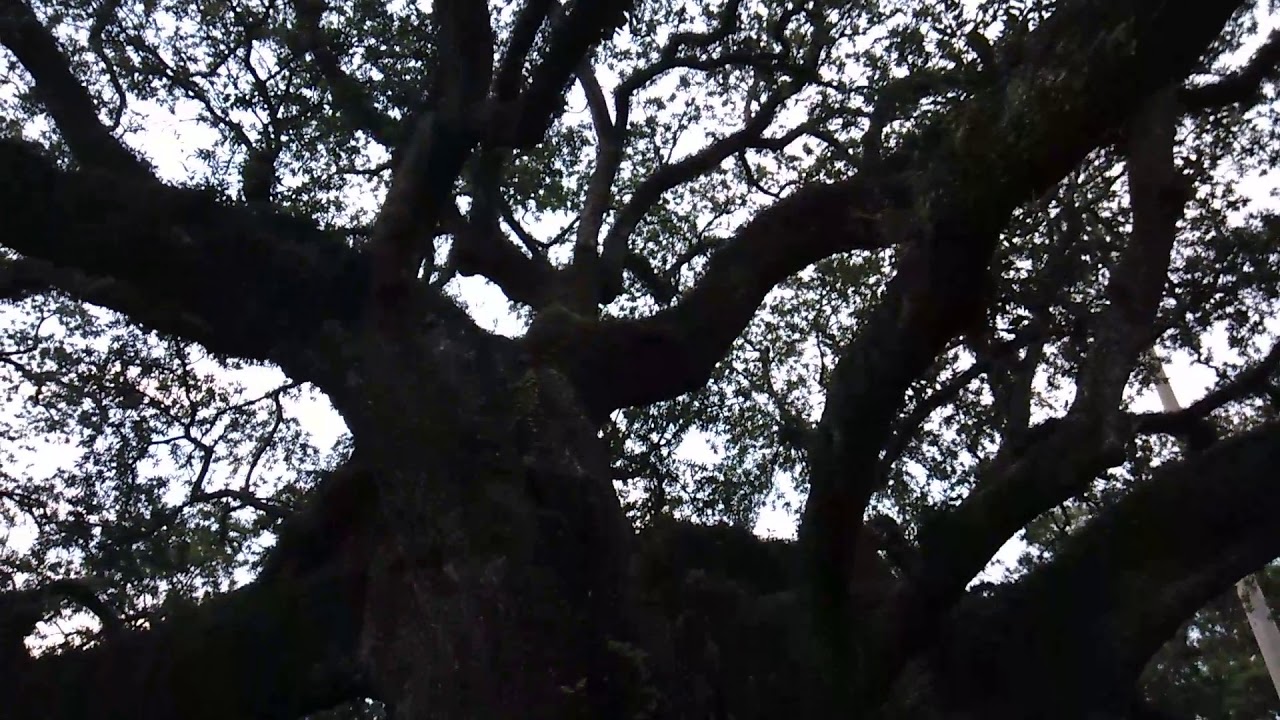 A 400 year old oak tree - YouTube