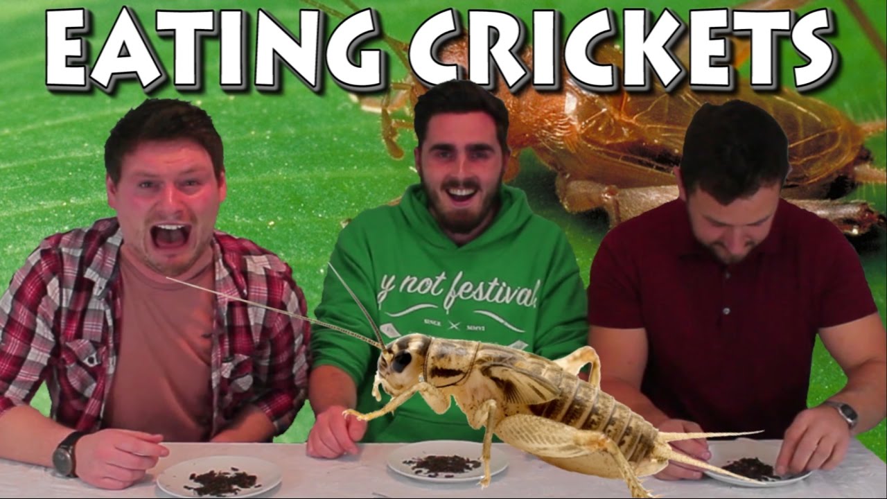 Eating Crickets – Insects Bush Tucker Challenge - YouTube