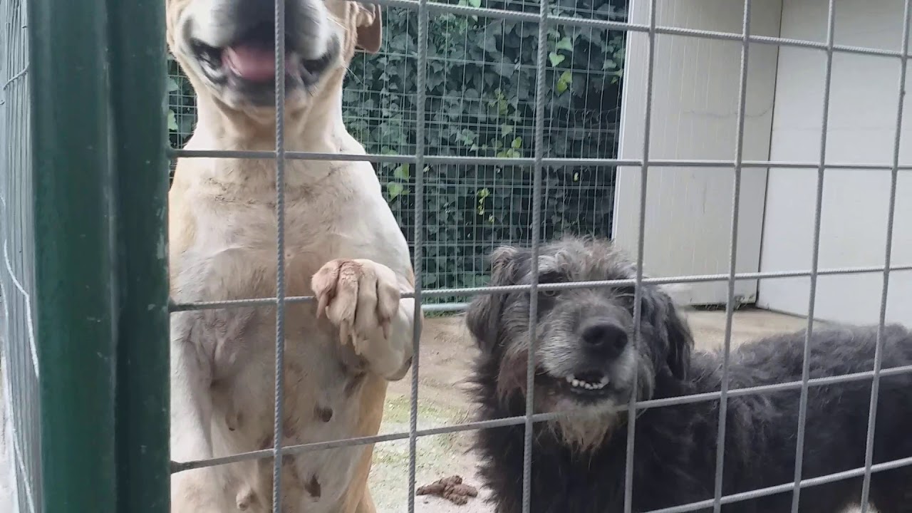 CANI DA ADOTTARE IN CANILE!! - YouTube