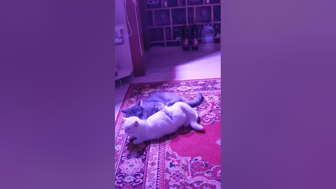 Нікі і Сіма. Кішка і кіт. Ніч та кохання. Кастрований котик не знає як ...