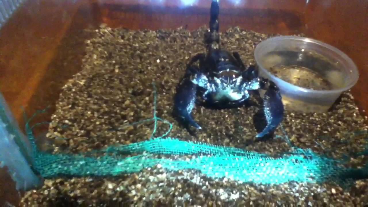 Escorpion emperador teniendo crias - YouTube