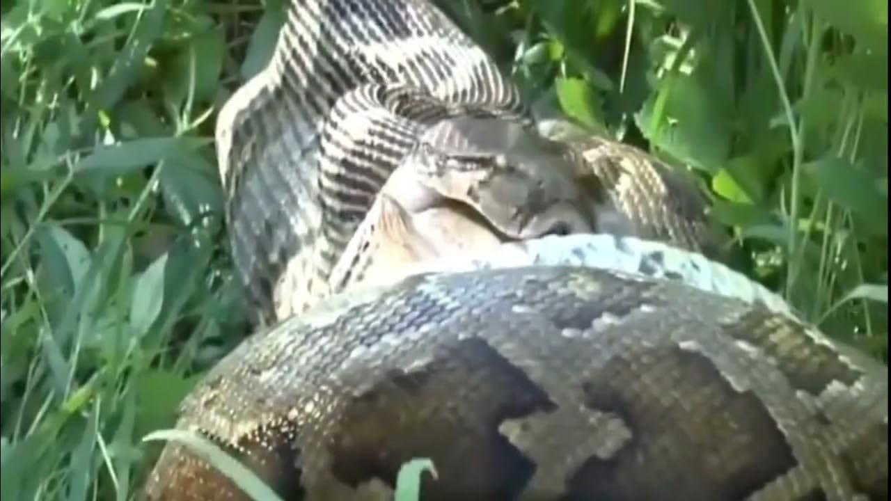 Big Snake Swallows Deer: A Raw Glimpse into Nature's Circle of Life ...