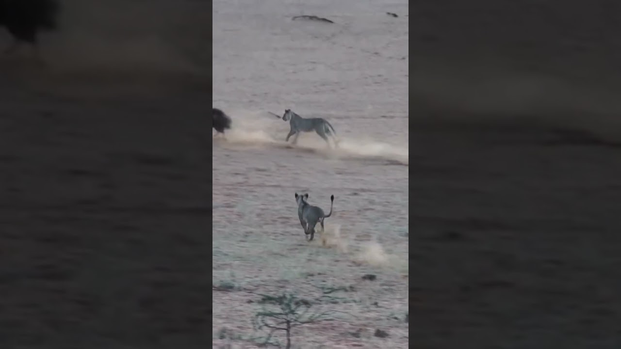 2 Lion chasing Hyena too fast too dangerous - YouTube