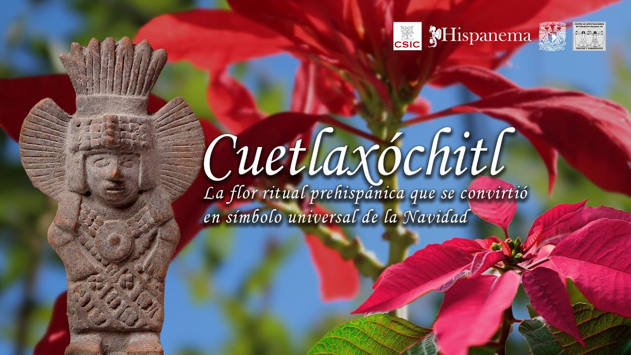 Cuetlaxóchitl. La flor ritual prehispánica que se convirtió en símbolo ...