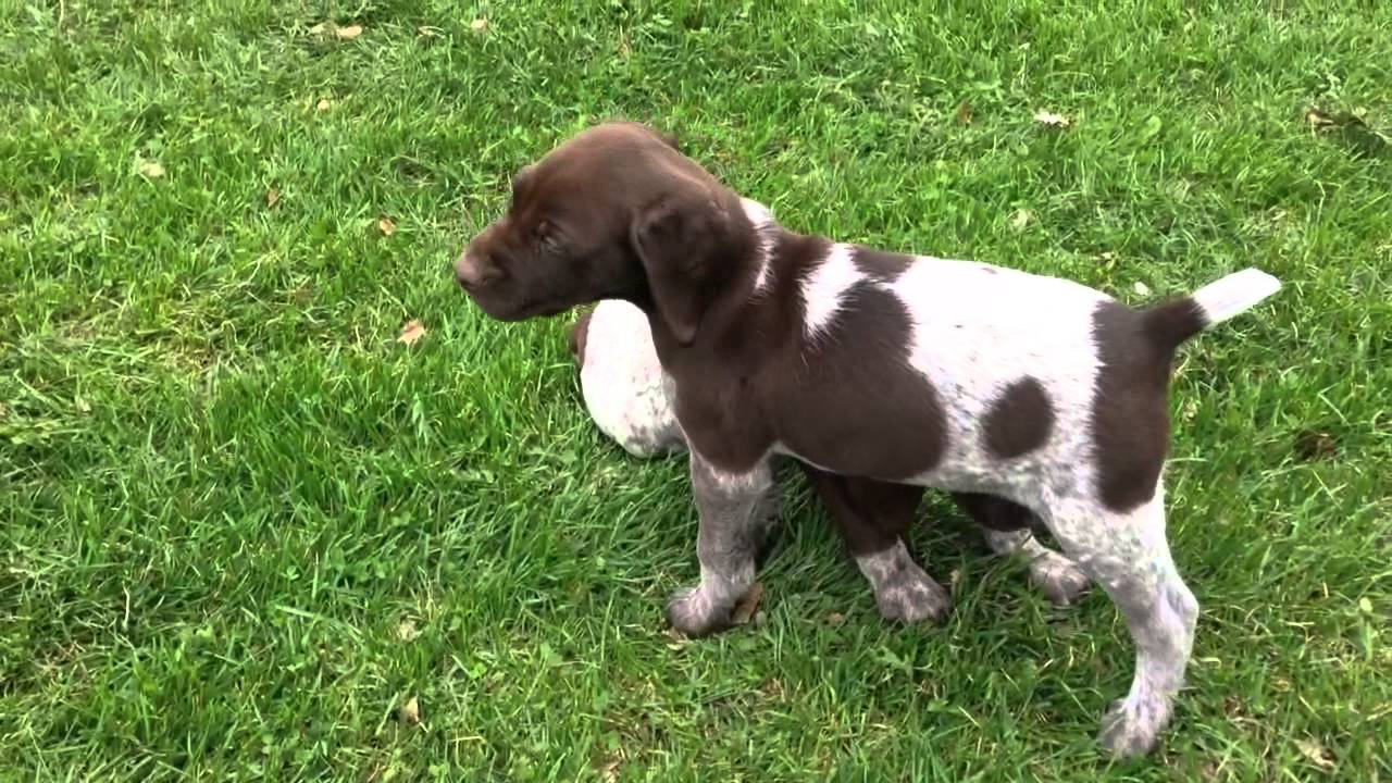 Picking up our new GSP Puppy - YouTube