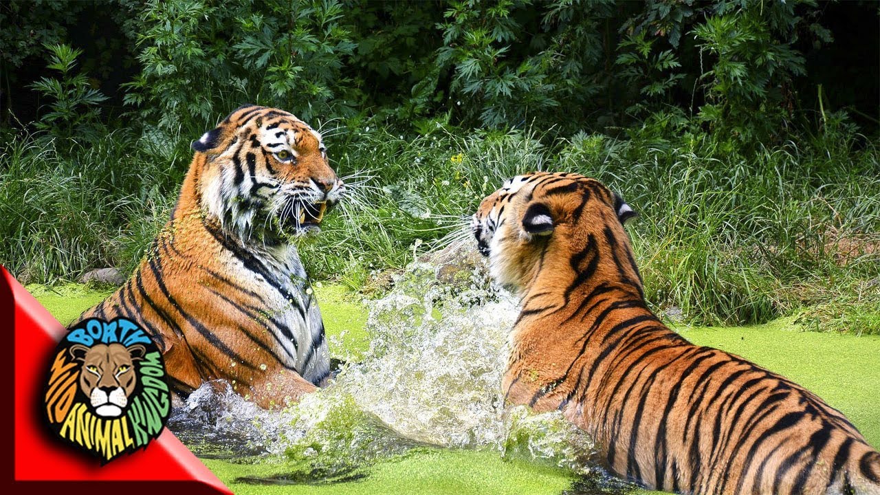 Wildlife Animal - Fighting to Survive Wild Nature - National Geographic ...