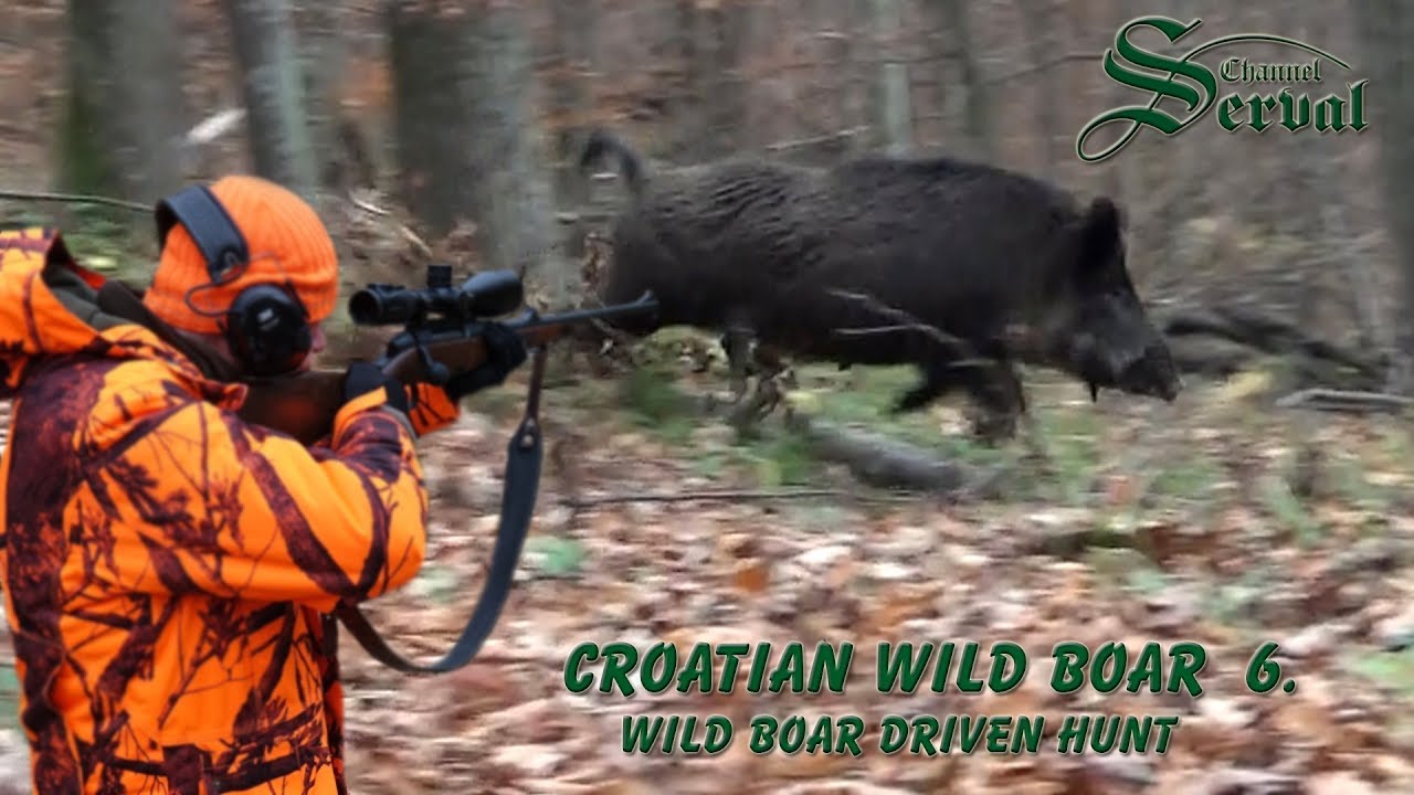 Wild Boar Hunting in Croatia - New season 2017.- Driven hunt in ...
