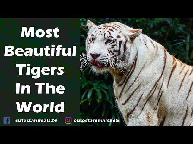 Most Beautiful Tiger Pictures