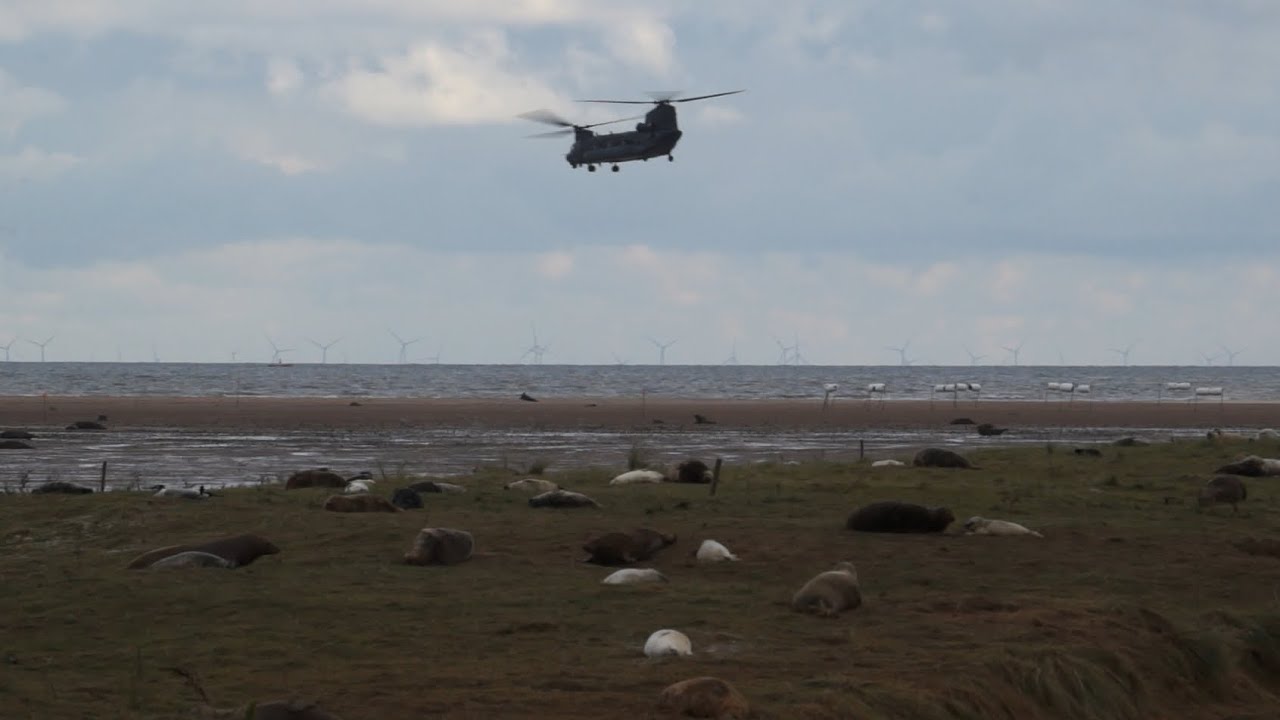 RAF Donna Nook Grey Seal Colony 2nd December 2022 - YouTube