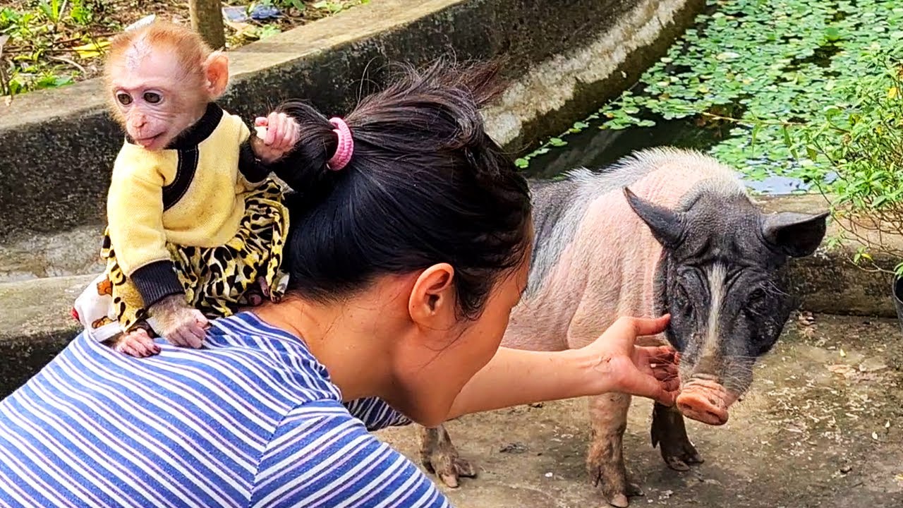 Chip Monkey playing with the naughty pig - YouTube