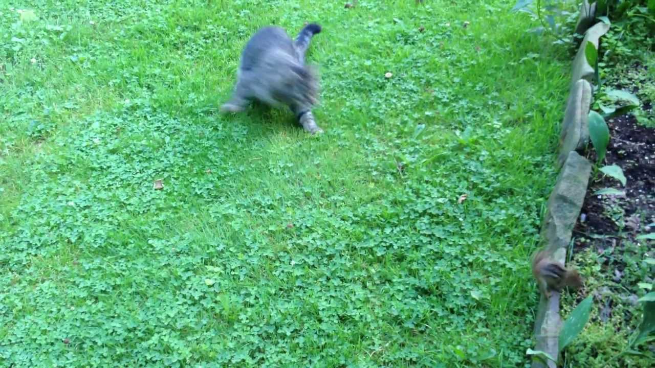 Cat Viciously attacks Chipmunk - YouTube