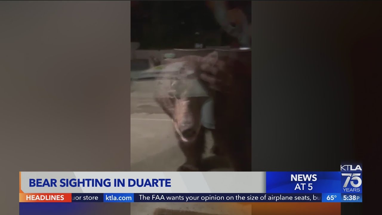 Bear spotted in Duarte backyard - YouTube