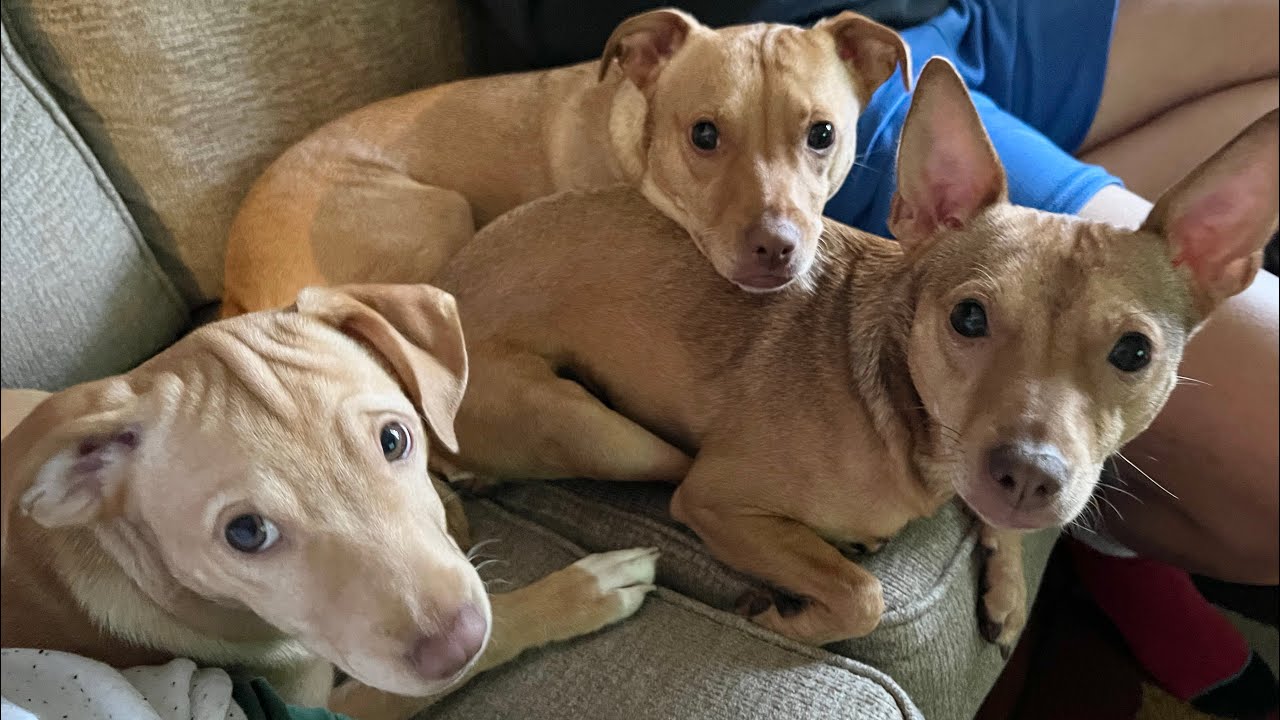 Funny dogs life 🐶 - YouTube