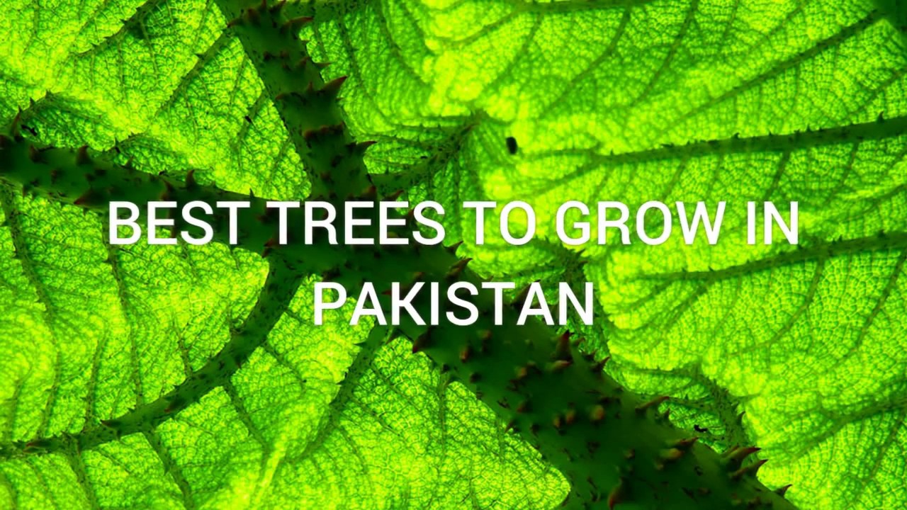 best tress to grow in Pakistan - trees with names & pictures | water ...
