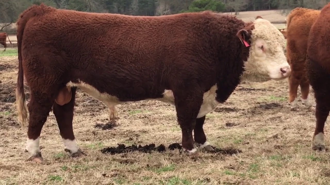 Registered Hereford Bull "Moses" - YouTube