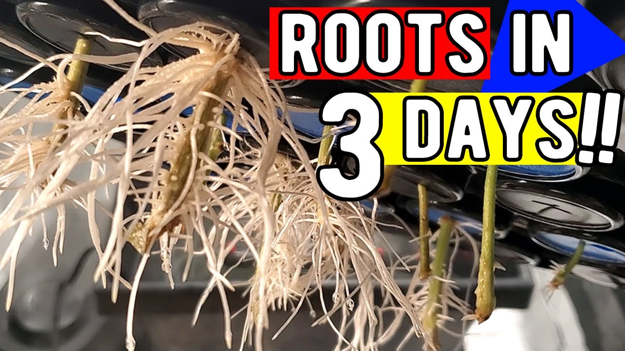 How To Clone Cannabis with a Cloning Machine - ROOTS IN 3 DAYS ...