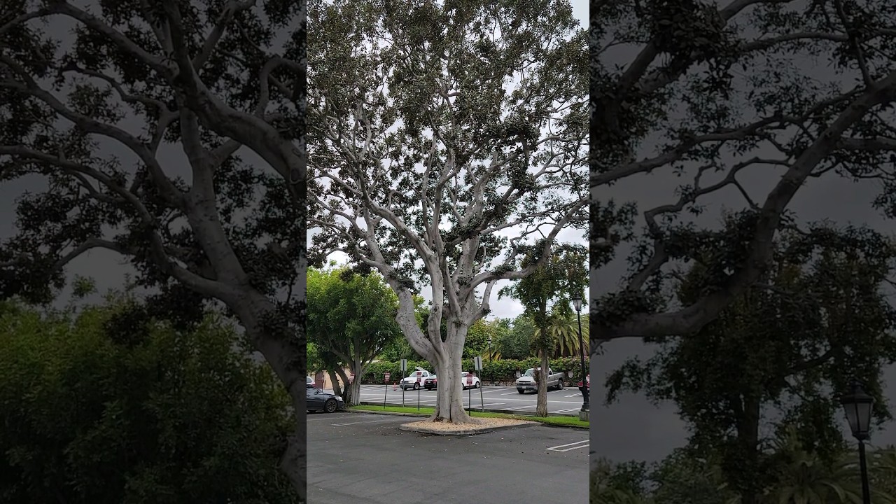 What Would the World be Like Without Trees? | โลกจะเป็นอย่างไรถ้าไร้ ...