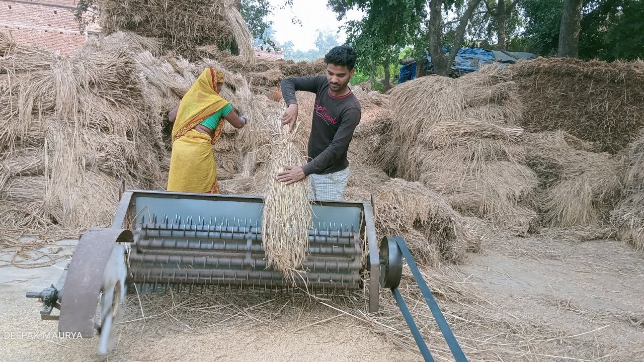 #How Paddy Sprouts #I am an Indian फर्मर # - YouTube