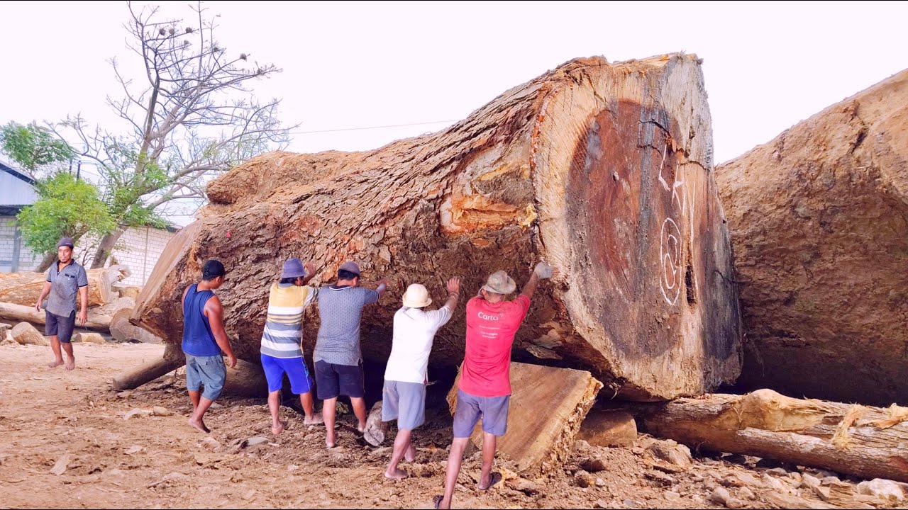 AMAZING !! KAYU MONSTER SUPER JUMBO BIKIN MELONGO - YouTube