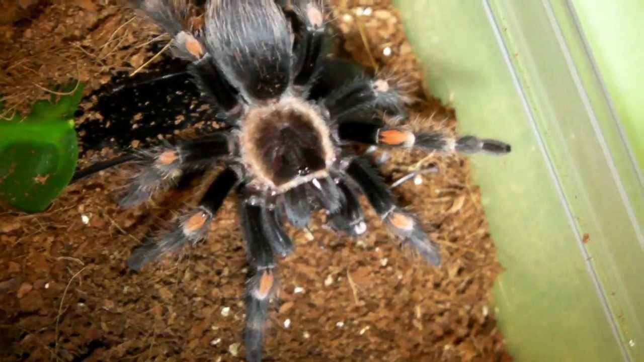 Tarantula Feeding video 19 - YouTube