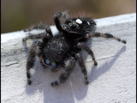 Jumping Spider Habitat - YouTube
