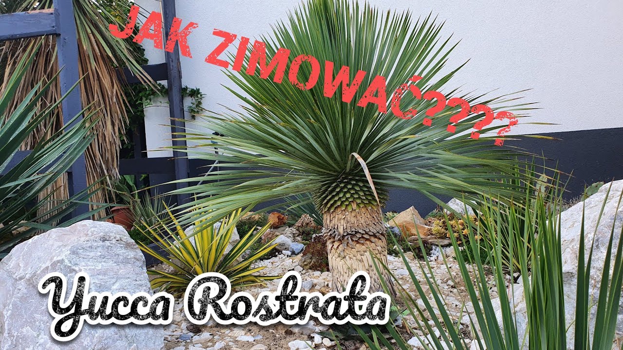 Juka Rostrata - Jak Zimować? Czy Zabezpieczać Na Zimę? - YouTube