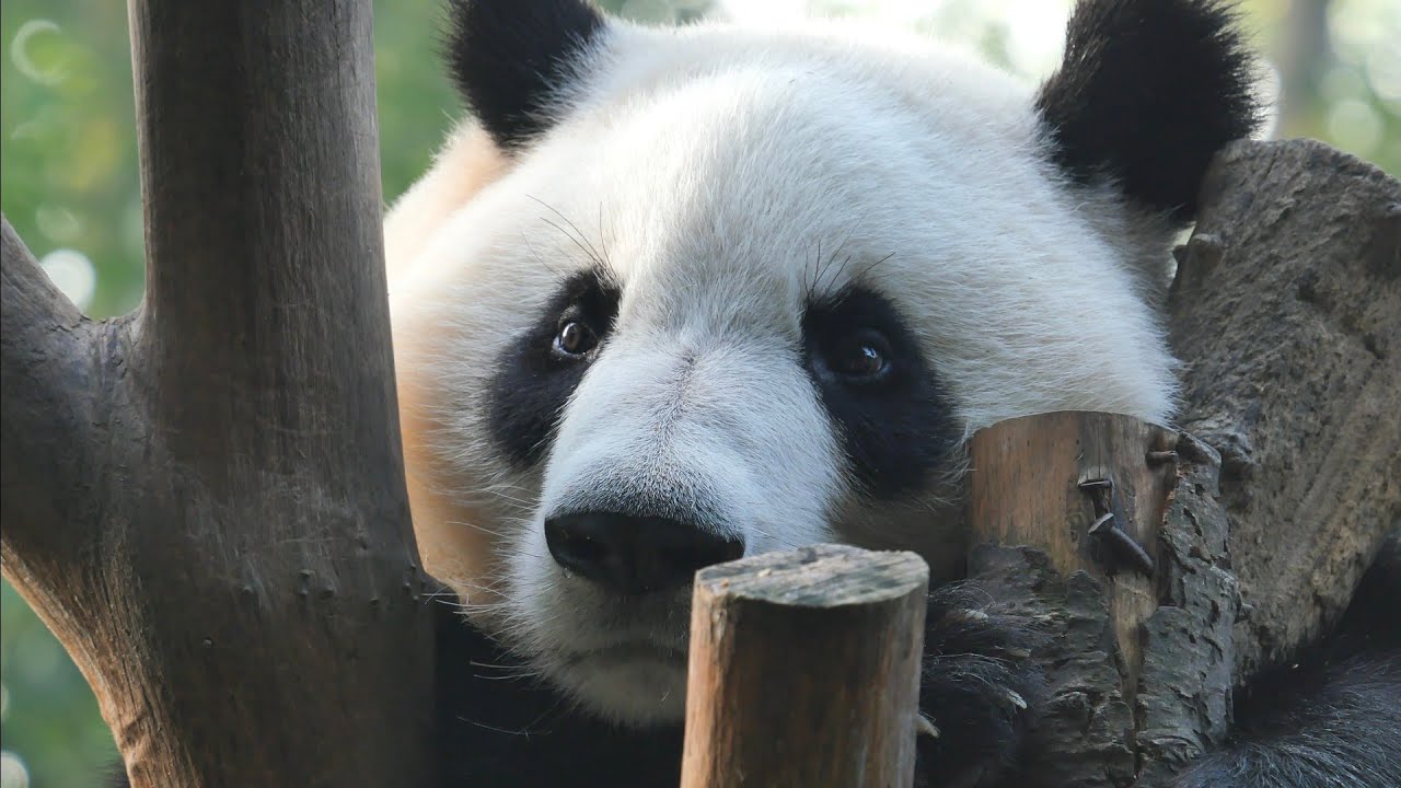 9.2 Morning, sweet prince😍 小叶子偷心贼，这也太好看了吧！ - YouTube