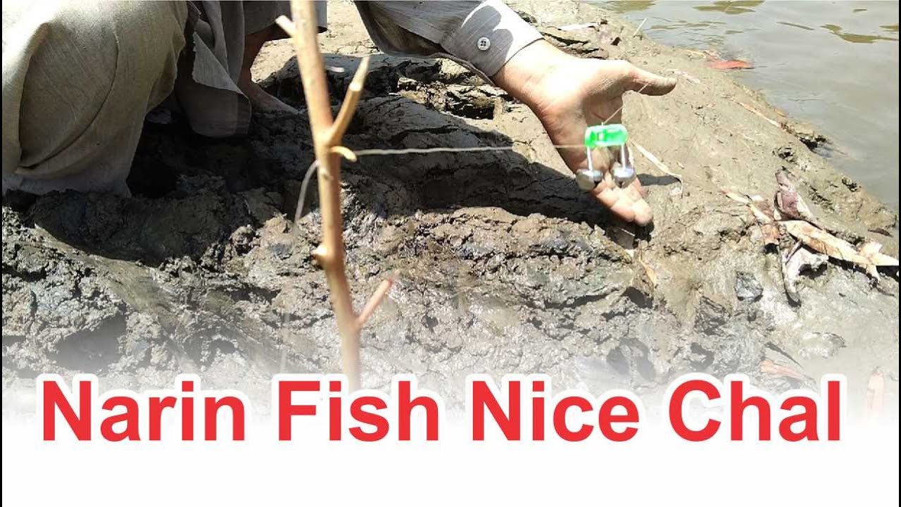 Amazing hook with live fish run - YouTube