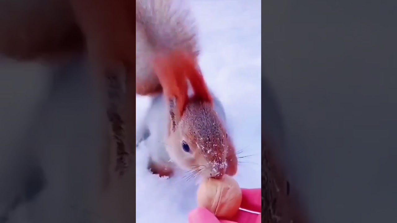 Khiskoli 🐿🐿🐿 || #khisakoli #shorts - YouTube