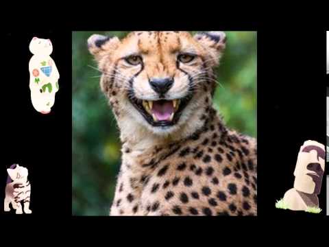 Jok Es Animal Compilation Utube Videos Funny Jokes One Liners - YouTube