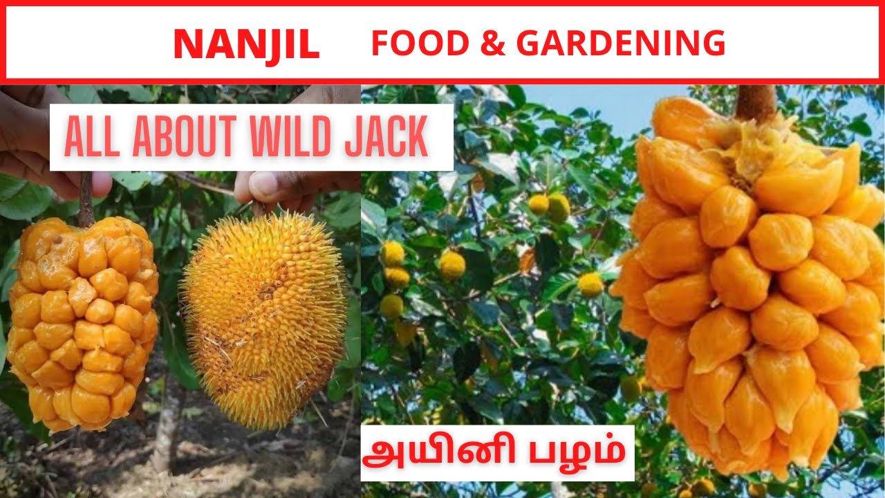 Benefits of Wild Jackfruit | All about wild jackfruit in tamil | Ayini ...